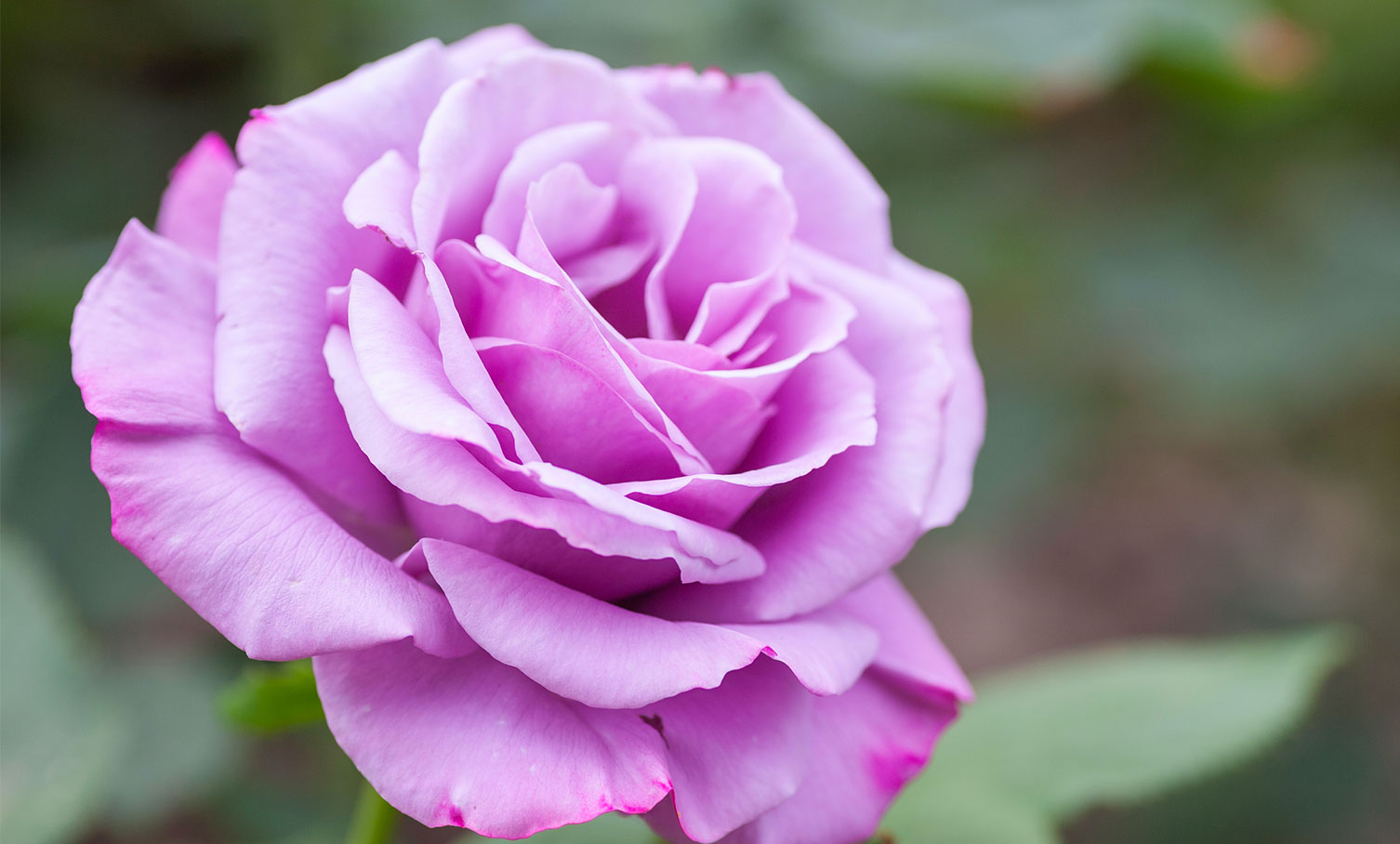 Top 10 Roses For Mom - BloomNation Blog