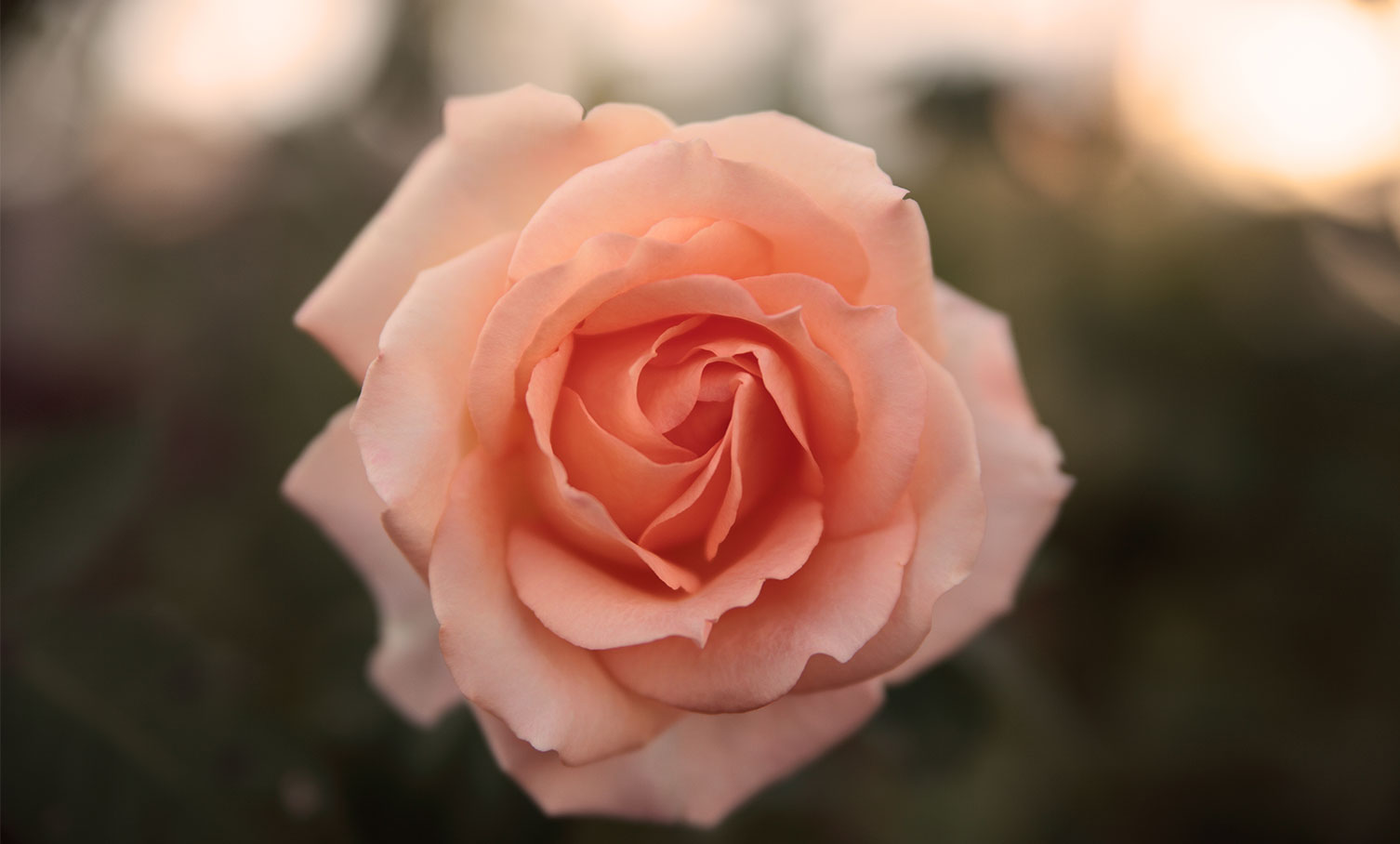 Top 10 Roses For Mom - BloomNation Blog