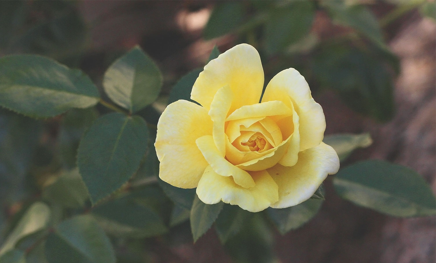 Top 10 Roses For Mom - BloomNation Blog