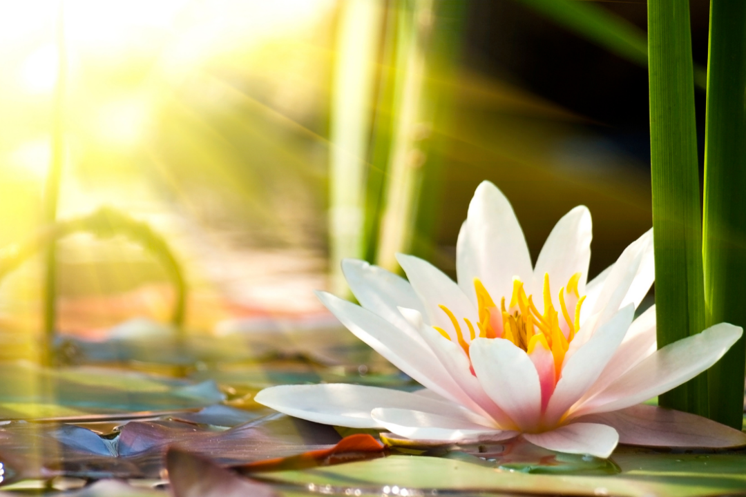 Cool Facts About The Lotus Flower - BloomNation Blog