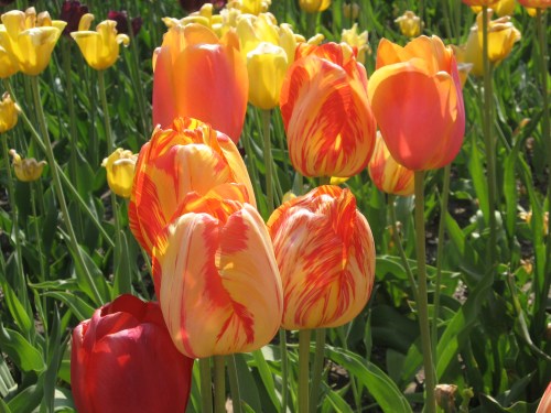 What Colors do Tulips Come in? - BloomNation Blog